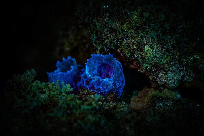 Night Shore Diving Mangel Halto Aruba for Certified Divers - Frequently Asked Questions