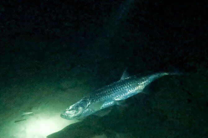 Night Snorkeling Adventure - Key Points