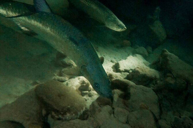 Night Snorkeling Adventure - Why This Night Snorkeling Tour Stands Out