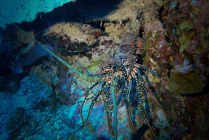 Night Snorkeling Adventure - Authentic Encounters and Personal Testimonials