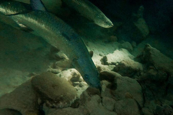 Night Snorkeling Adventure - What’s Included and What to Bring