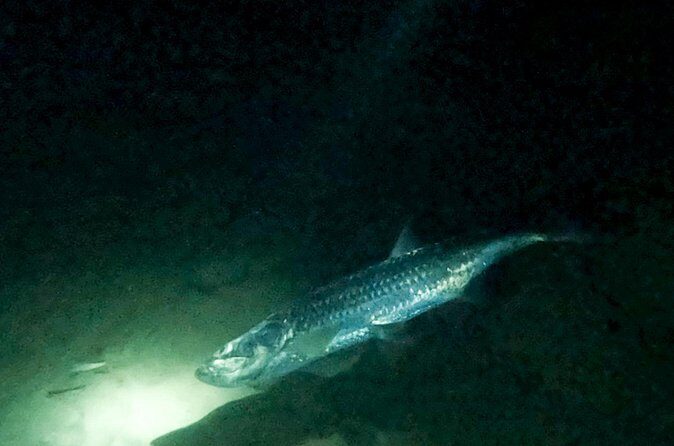 Night Snorkeling Adventure - Pricing and Value