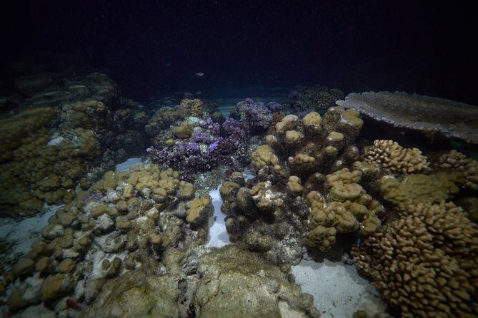 Night Snorkeling - The Authenticity and Value