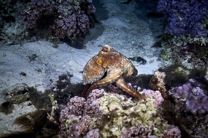 Night Snorkeling - Practical Tips for Travelers