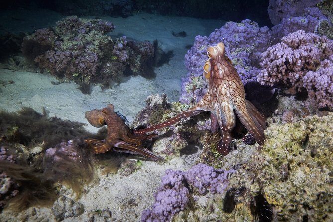 Night Snorkeling - Who Is This Tour Best For?