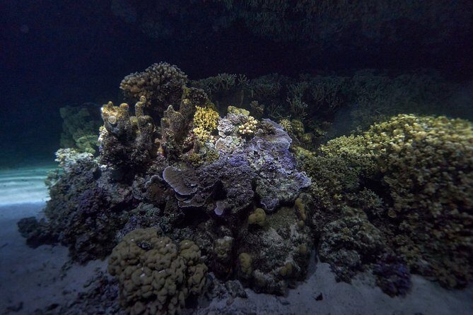 Night Snorkeling - FAQs