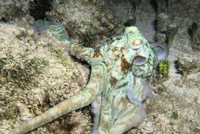Night Snorkeling - Observation of octopus and other species - Frequently Asked Questions