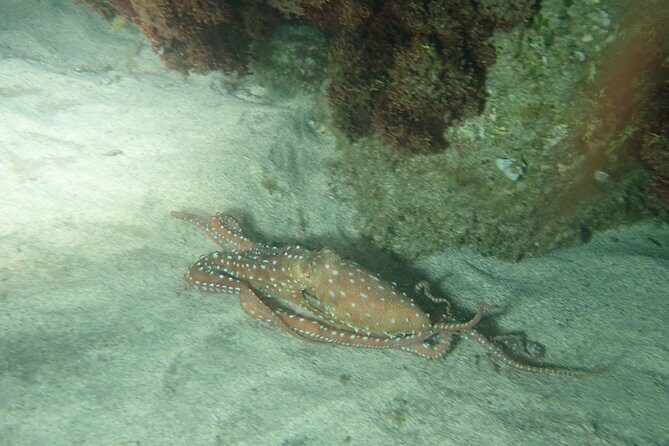 Night Snorkeling Tour - Logistics and Practical Tips