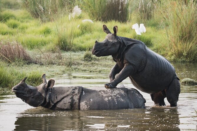 Night Stay in Chitwan National Park, 2 Nights 3 Days Package - Exploring the 3-Day Chitwan Jungle Experience in Detail