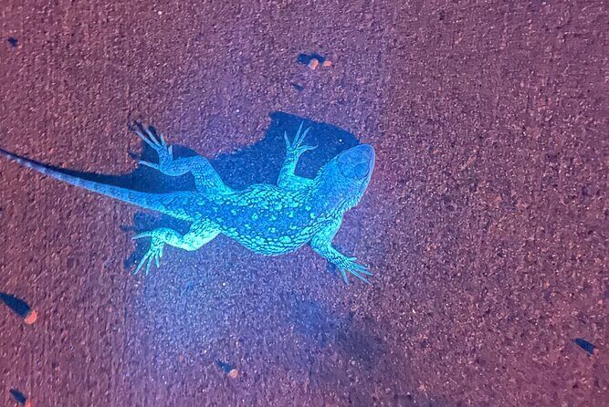 Night time fluorescent Rockhounding Tour - Evaluating the Value