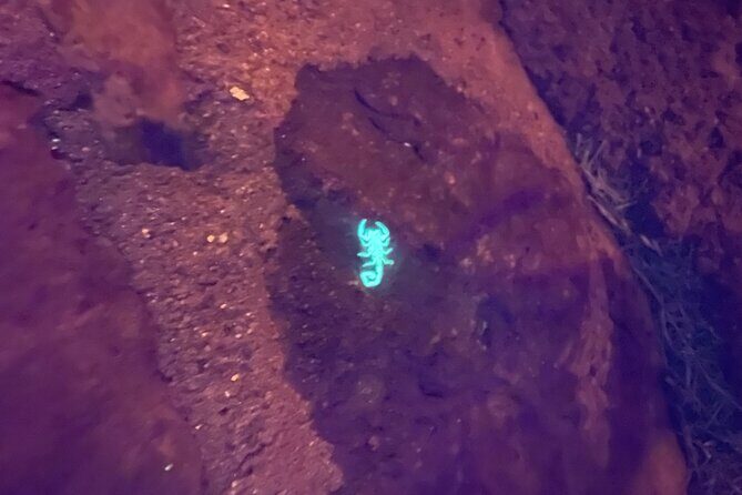 Night time fluorescent Rockhounding Tour - Who Should Consider This Tour?