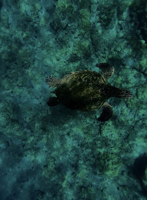 Night Time Snorkel At Turtle Town With Lights And Stars - Meeting and Ending the Tour