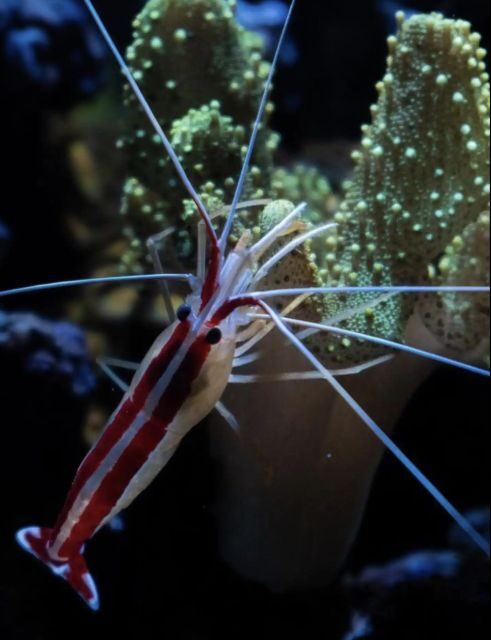 Night Time Snorkel At Turtle Town With Lights And Stars - The Sum Up
