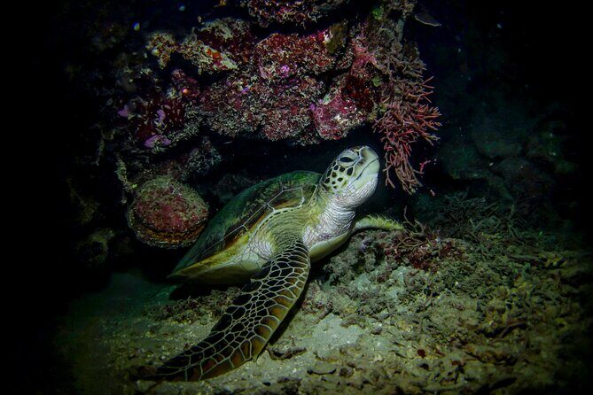 Night-Time Snorkel at TurtleTown with Stars, Lights, and Photos - Practical Considerations