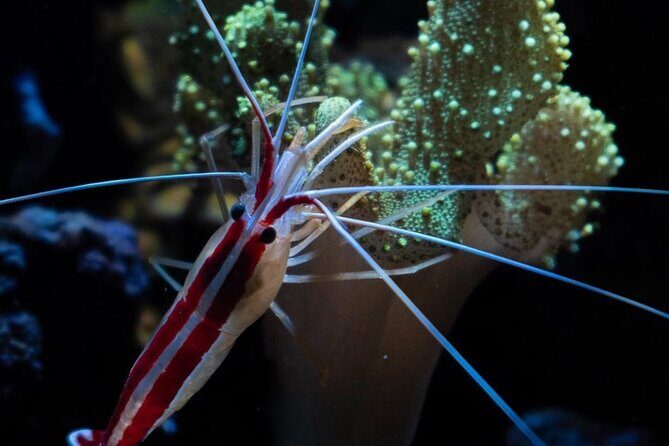 Night-Time Snorkel at TurtleTown with Stars, Lights, and Photos - Who Should Book This Tour