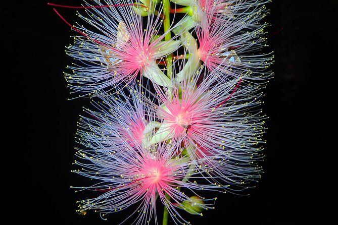 Night Tour in Iriomote: Watch the One-Night Flower Sagari-bana - Key Points