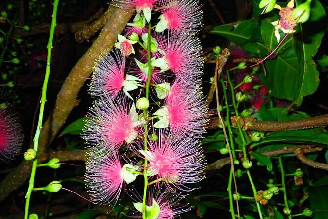 Night Tour in Iriomote: Watch the One-Night Flower Sagari-bana - FAQ