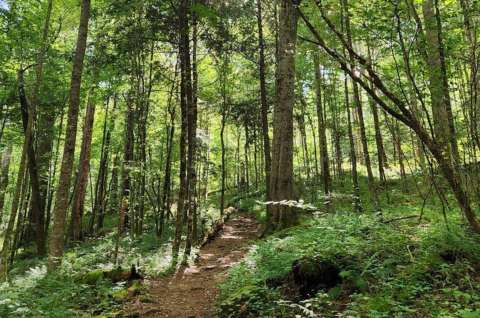 Nighttime Forest Firefly Hike - Practical Tips for Participants