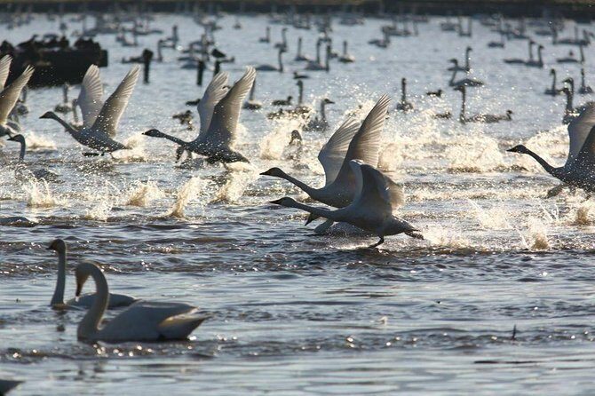 Niigata Full-Day Private Tour with Government-Licensed Guide - Final Thoughts: Is This Tour Right for You?