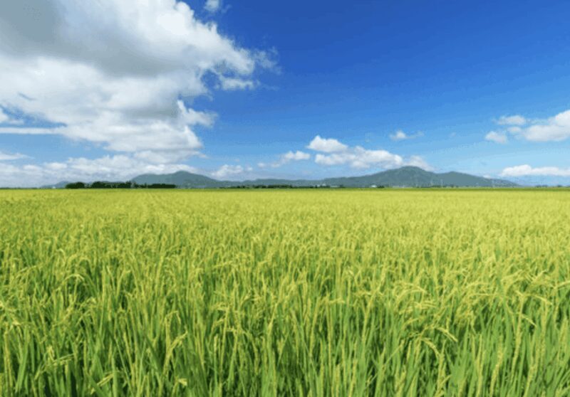 Niigata Private Custom Tour with Local Guide - Key Points