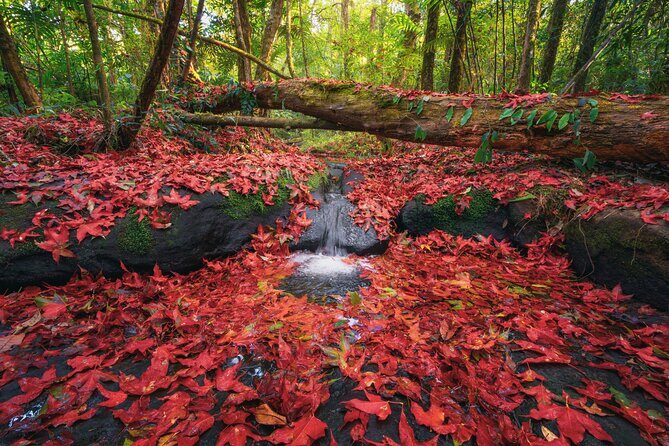 Nikko Private Day Tour - English Guide - Shrine, Waterfall, Onsen - The Bottom Line: Who Will Love This Tour?