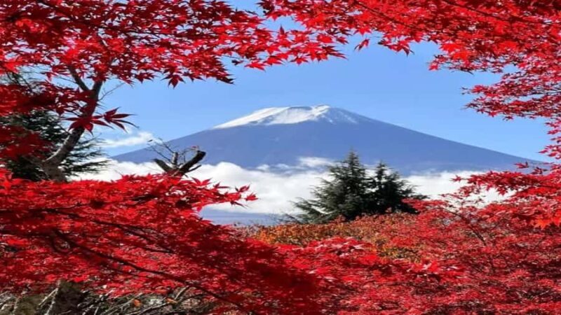 Nikko: Private Full-Day Tour to Tokyo with Guide - Accessibility and Booking Policies
