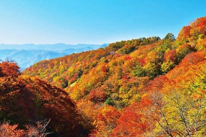 Nikko Private Trip from Tokyo with a Local English Guide - FAQ