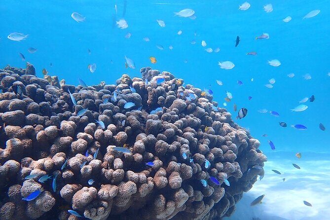 Ningaloo In A Full day Hike and Snorkel Tour - Who Will Love This Tour