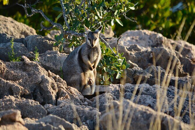 Ningaloo In A Full day Hike and Snorkel Tour - FAQs