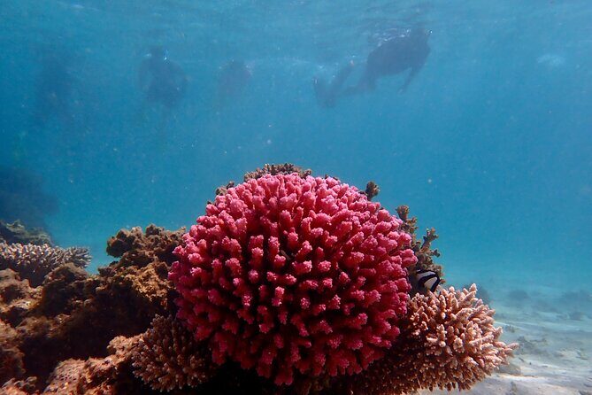 Ningaloo Reef Snorkel Adventure - An Authentic Day at Ningaloo Reef: The Land-Based Snorkel Adventure