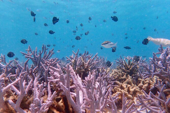 Ningaloo Reef Snorkel Adventure - Key Points