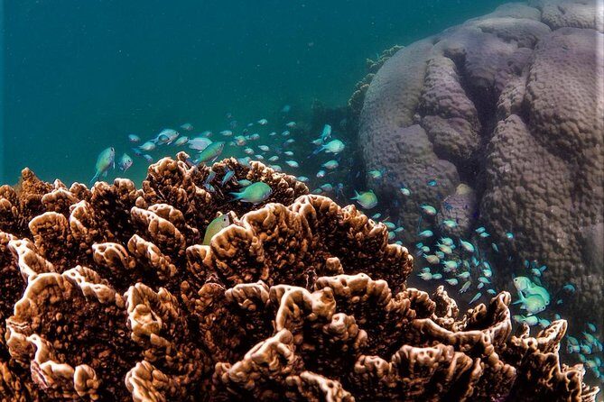 Ningaloo Reef Snorkel and Wildlife Adventure - Why Consider This Tour?