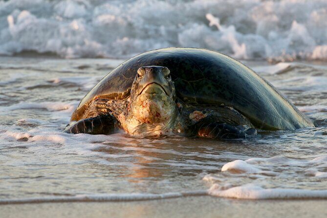 Ningaloo Turtle Watching and Stargazing Tour - Key Points