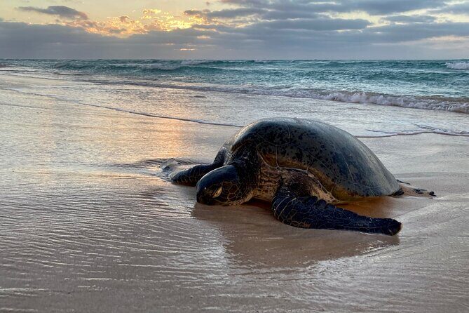 Ningaloo Turtle Watching and Stargazing Tour - Final Thoughts
