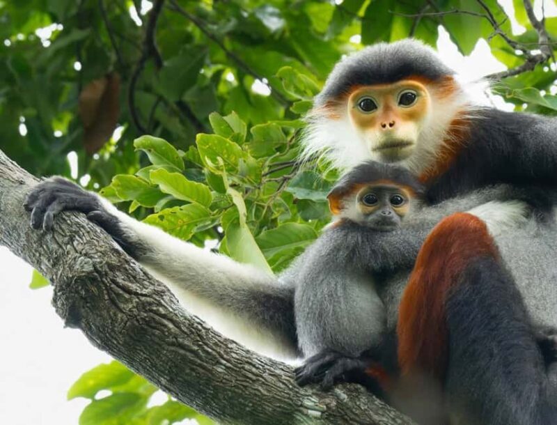 Ninh Binh: Cuc Phuong Jungle Trek, Wildlife & Ancient Caves - Key Points