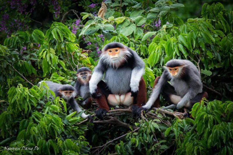 Ninh Binh: Cuc Phuong Jungle Trek, Wildlife & Ancient Caves - Discovering Cuc Phuong National Park: What to Expect