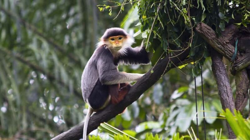 Ninh Binh: Cuc Phuong National Park, Jungle Hike & Wildlife - Exploring Cuc Phuong National Park: A Genuine Adventure into Vietnam’s First and Largest Reserve