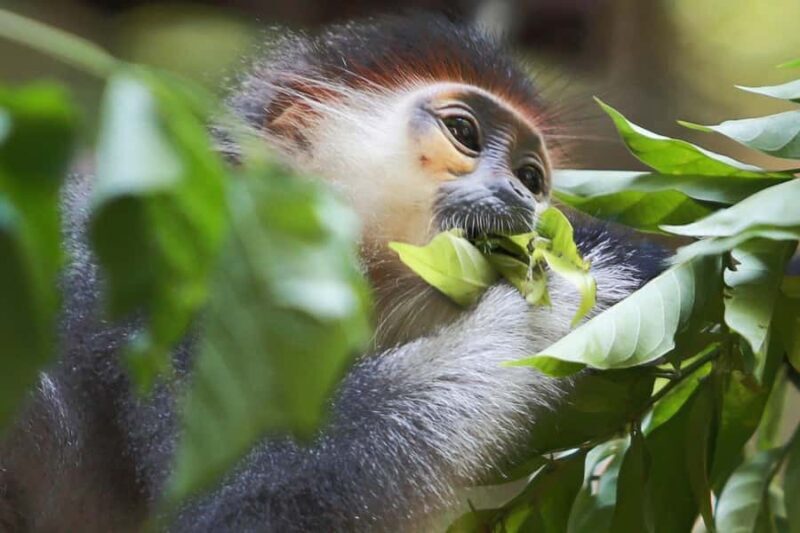 Ninh Binh: Cuc Phuong National Park, Jungle Hike & Wildlife - Key Points