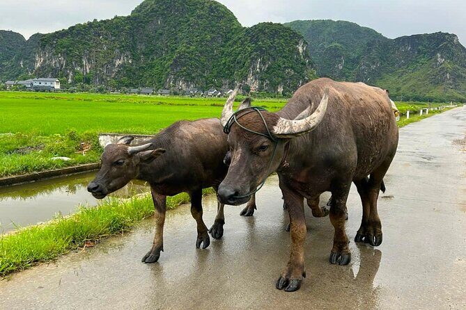 Ninh Binh Motorbike Tour: Discover Secret Gems in One Day - Final Thoughts: Who Will Love This Tour?