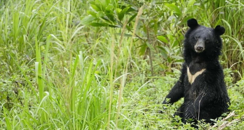 Ninh Binh: Trang An, Bear Sanctuary, Hoa Lu Day Tour - FAQ