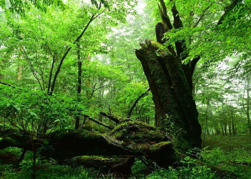 Nishiusuzuka: Fuji Forest Hiking Tour with Guide & Transfer - Who Would Love This Tour?