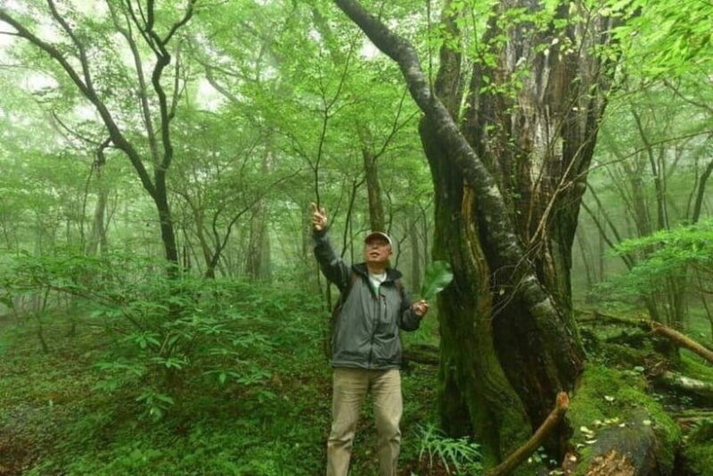 Nishiusuzuka: Fuji Forest Hiking Tour with Guide & Transfer - Key Points