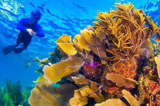 Nizuc Reef Snorkel Experience - An In-Depth Look at the Nizuc Reef Snorkel Experience