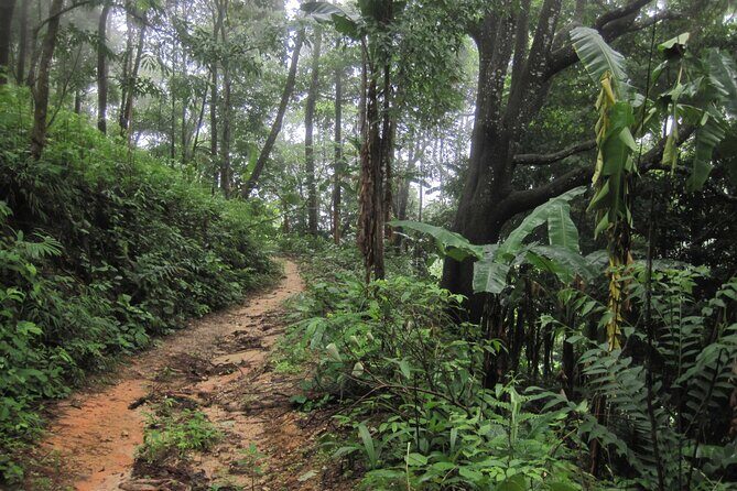 No.1 Chiang Mai: Advanced XC Downhill Biking, Doi Suthep N. Park - The Final Leg and the Lunch