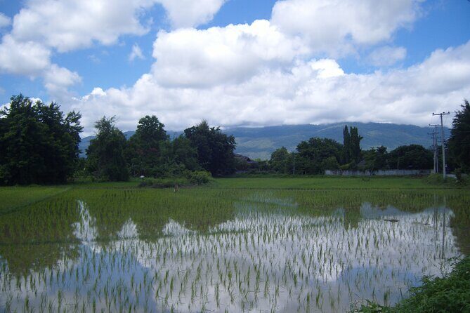 "No.1 Chiang Mai: Half Day Rice Field Vision Mountain Biking " - Transportation and Group Size