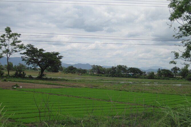 "No.1 Chiang Mai: Half Day Rice Field Vision Mountain Biking " - The Review in a Nutshell