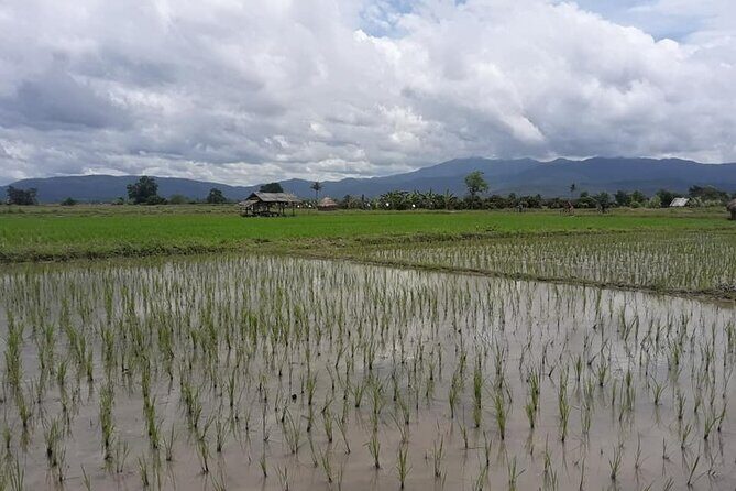 "No.1 Chiang Mai: Leisure Bicycle Ride to Lake Huay Tueng Tao" - Analyzing Value