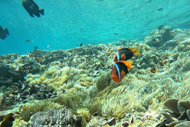 No:#1. Penida Island Tour And Snorkeling With Manta - FAQ