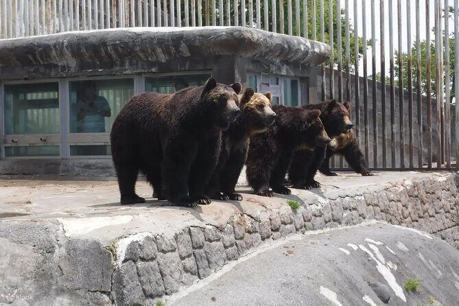 Noboribetsu Bear Park Admission Ticket | Hokkaido - Who Should Consider This Tour?