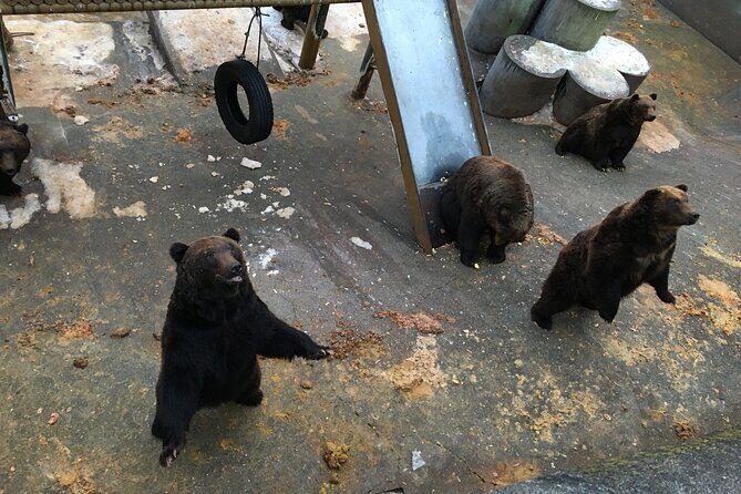 Noboribetsu Bear Park Admission Ticket | Hokkaido - FAQ: Your Questions Answered
